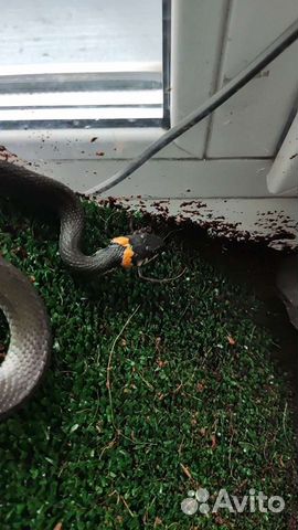 Уж змея