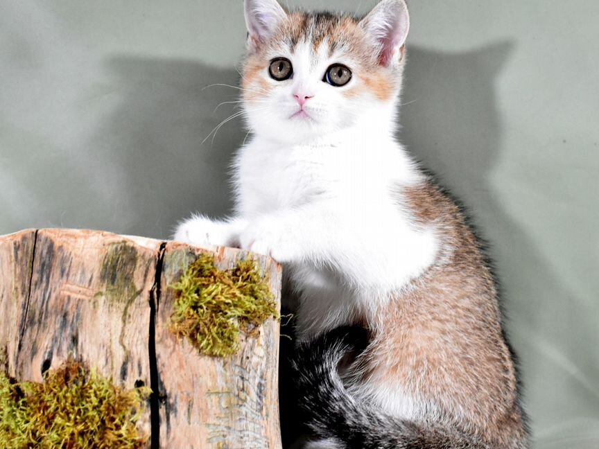 Шотландская прямоухая кошечка