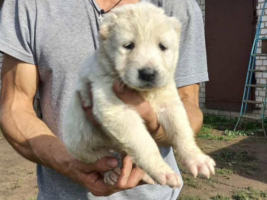 Щенки сао алабай