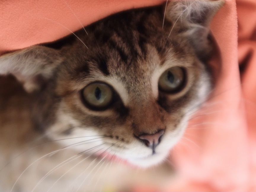 Очень красивый котенок бесплатно