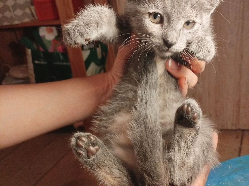 Котята бесплатно
