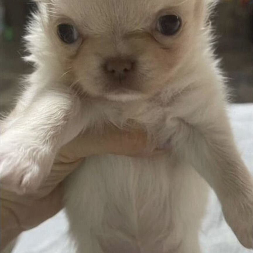 Щенки чихуахуа