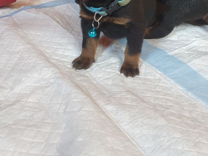 Щенки ротвейлера