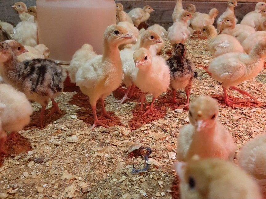 Индюшата Хайбрид, Обычные, бройлеры, утята, гусята