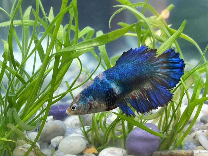 Рыба курочка самка