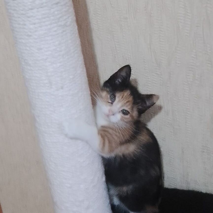 Малышка ищет дом