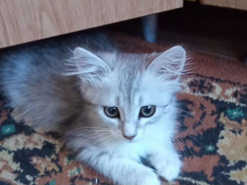 Отдам в добрые руки котёнка. Бесплатно