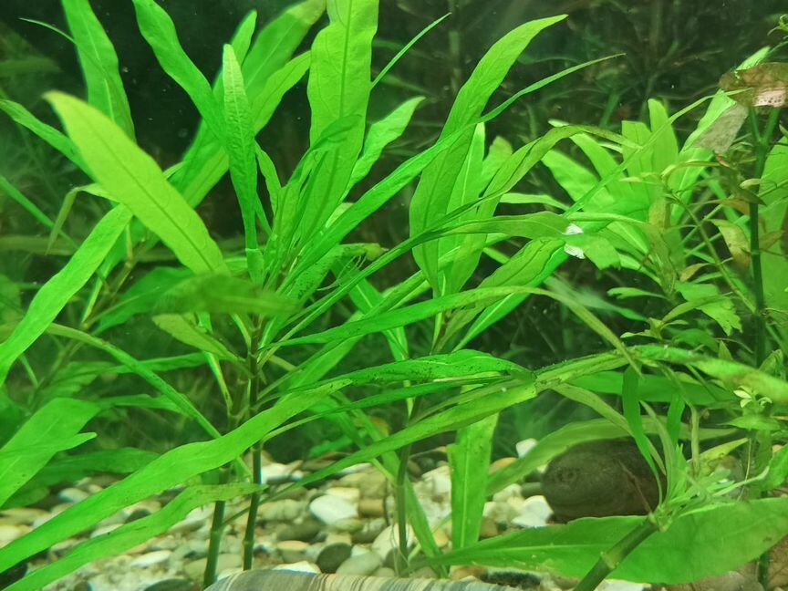 Аквариумные рыбки и растения