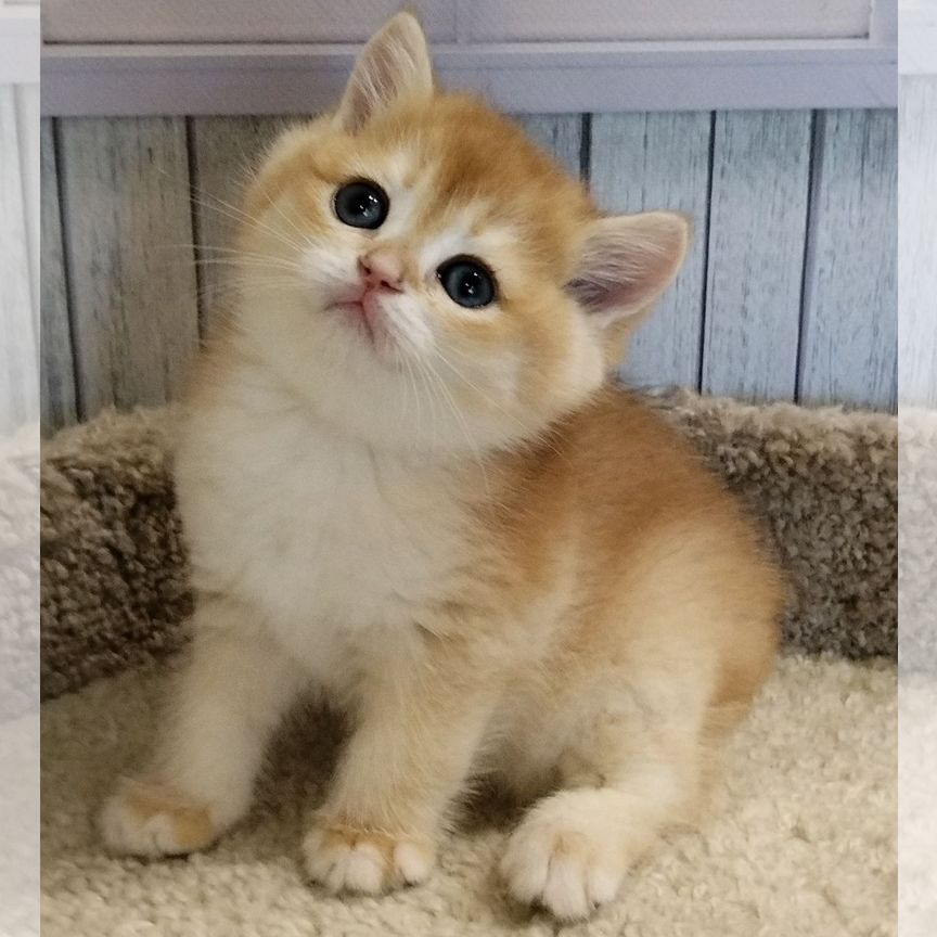 Британский короткошёрстный котёнок