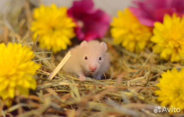 Сирийские хомячки