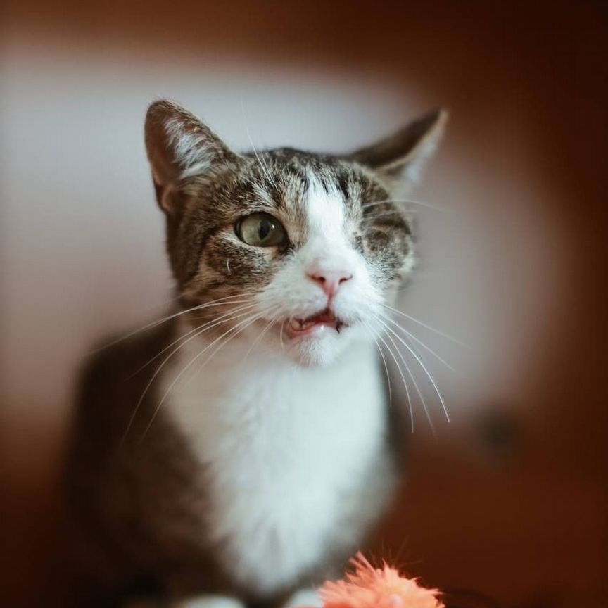 Алекса из приюта ищет дом