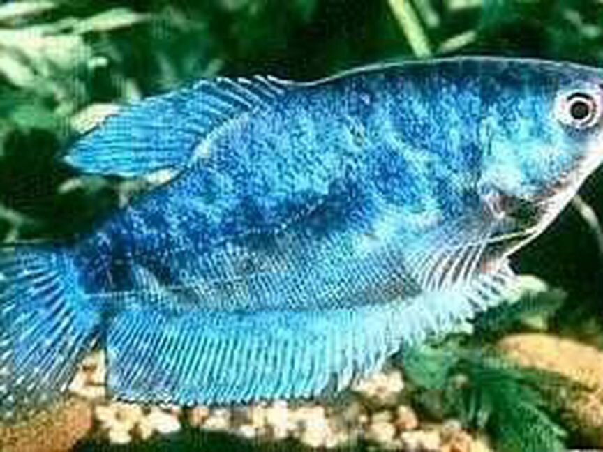 Гурами мраморный и золотые