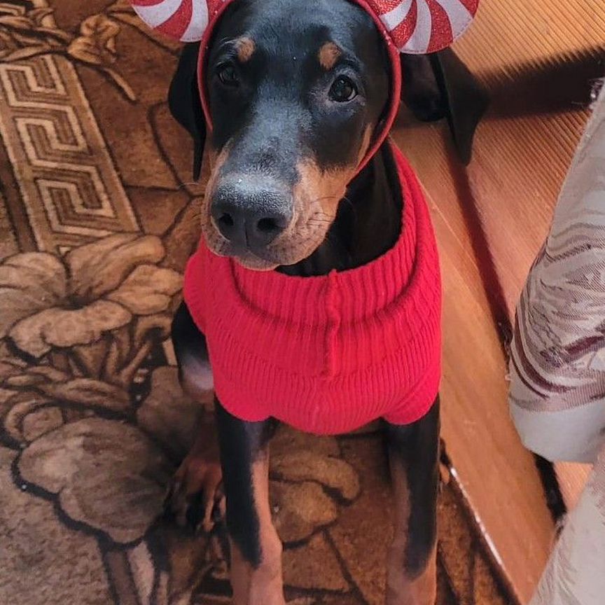 Щенок Добермана челябинская область