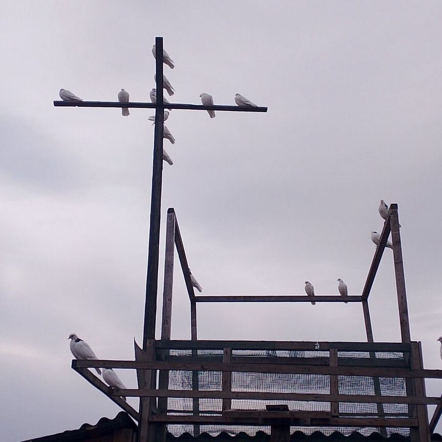 Домашняя птица