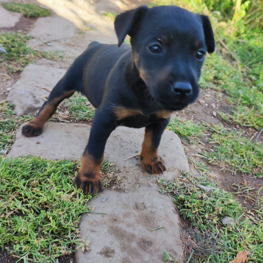 Щенки ягдтерьера