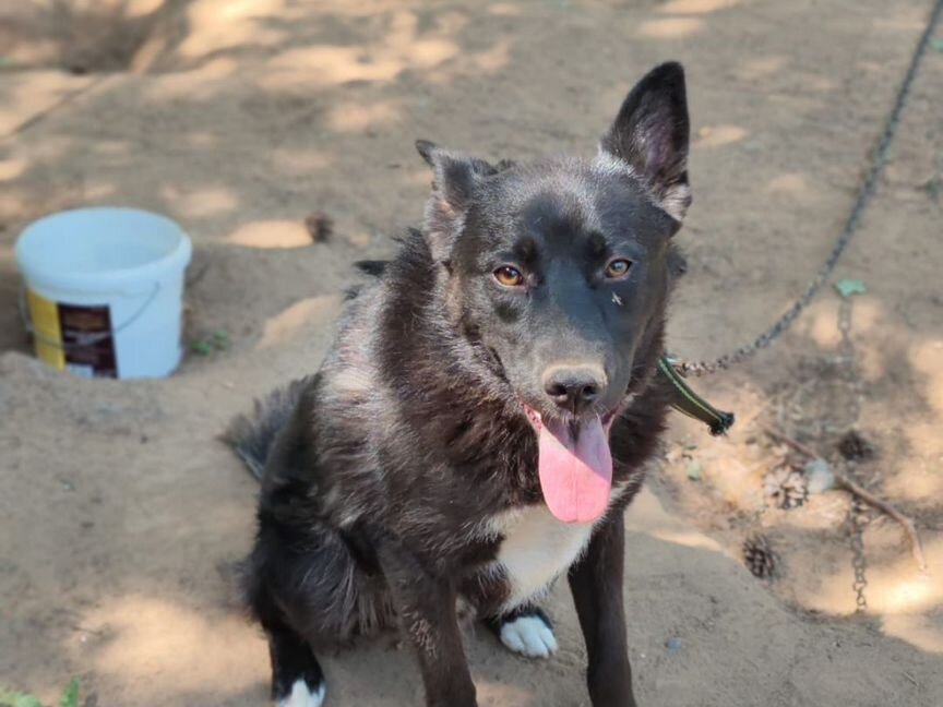 В добрые руки