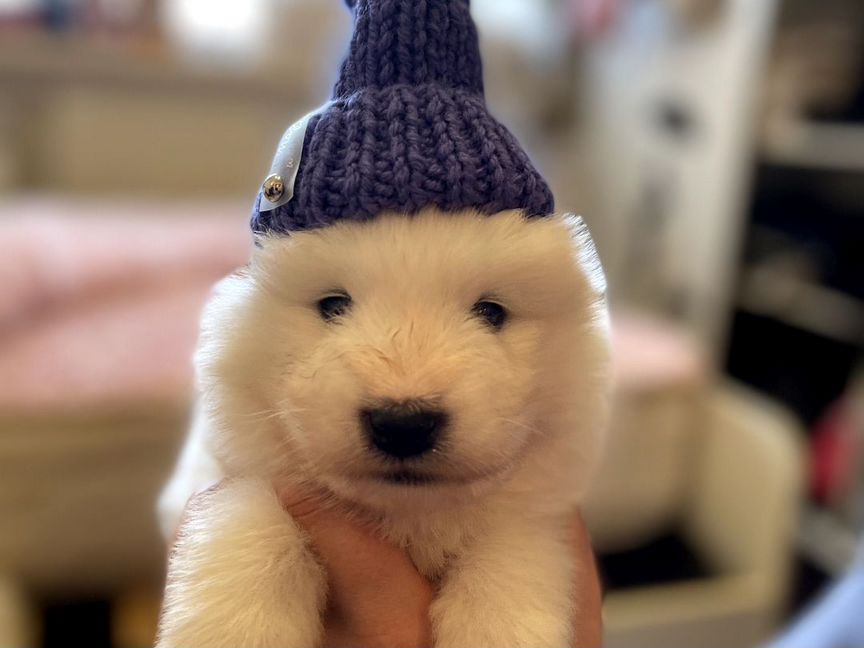 Щенки самоеда