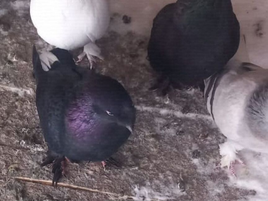 Голуби турецкий такла