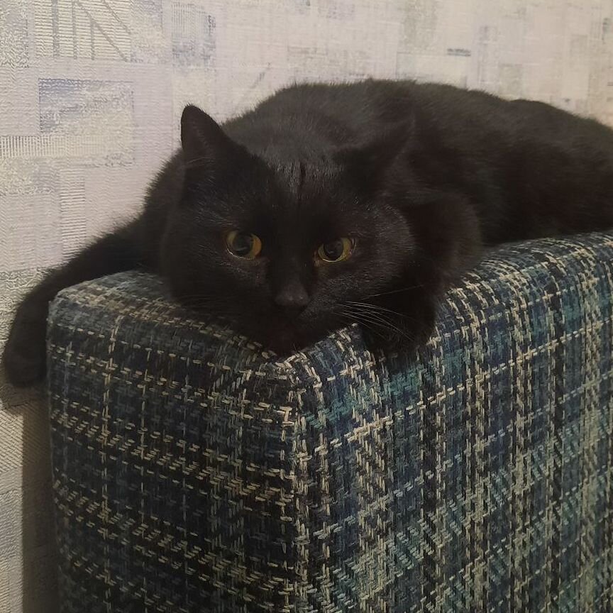 Взрослый кот в добрые руки