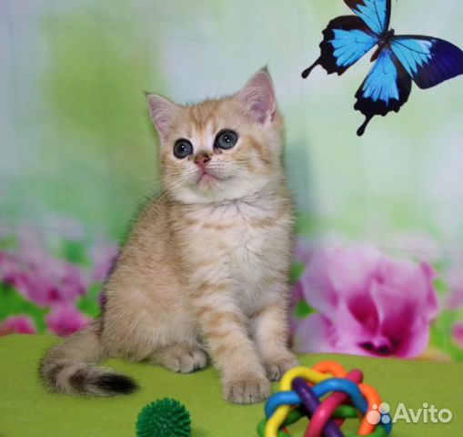 Золотая шиншилла