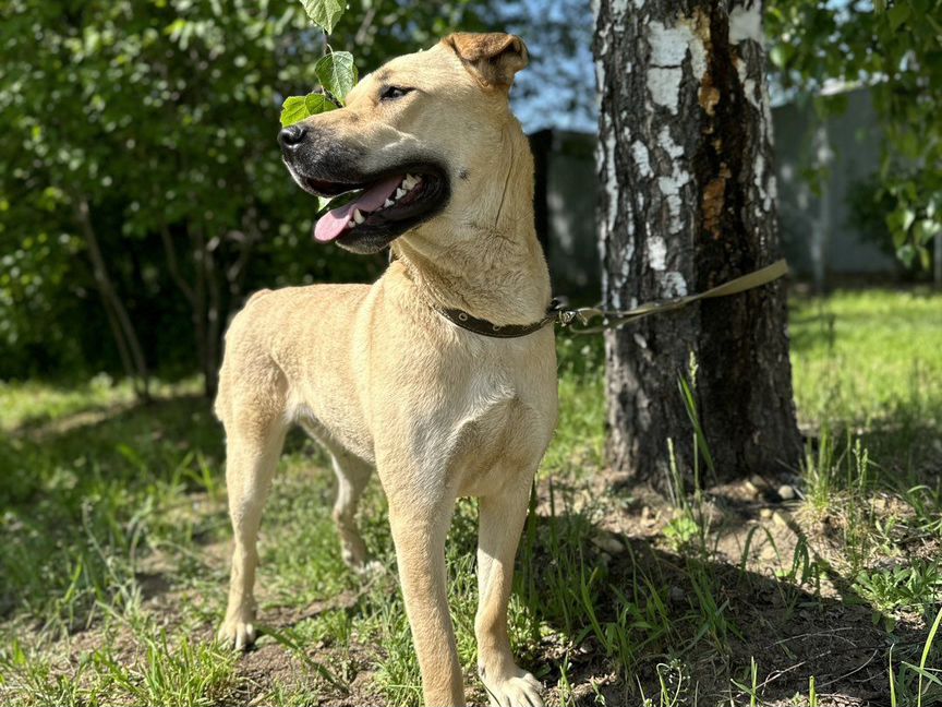 Крупная собака с шикарным характером