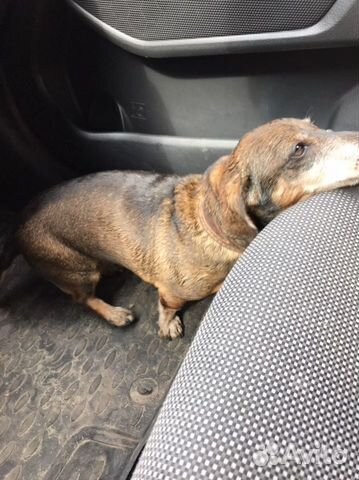 Найдена такса потеряшка