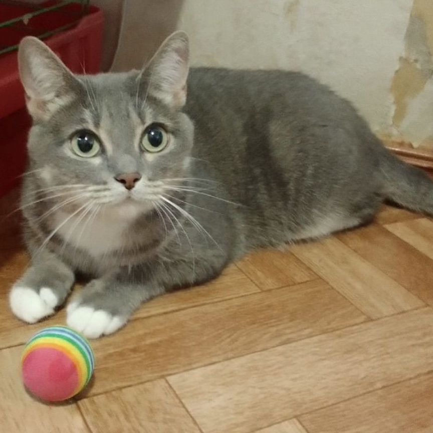 Взрослая, кошка в добрые руки