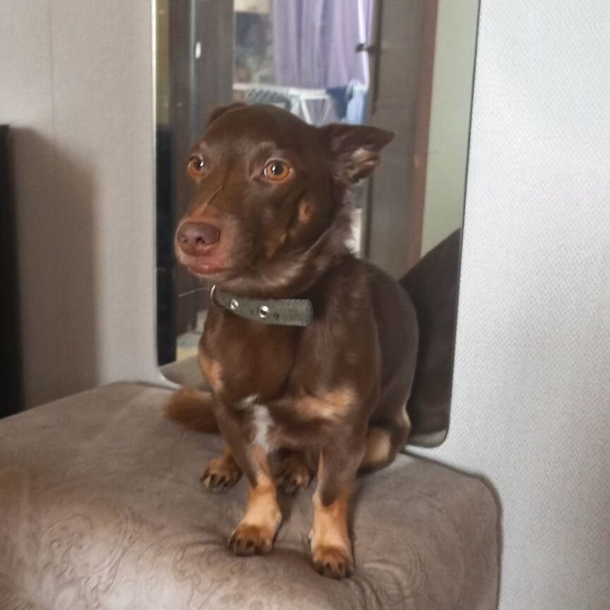 Взрослый пёс в добрые руки