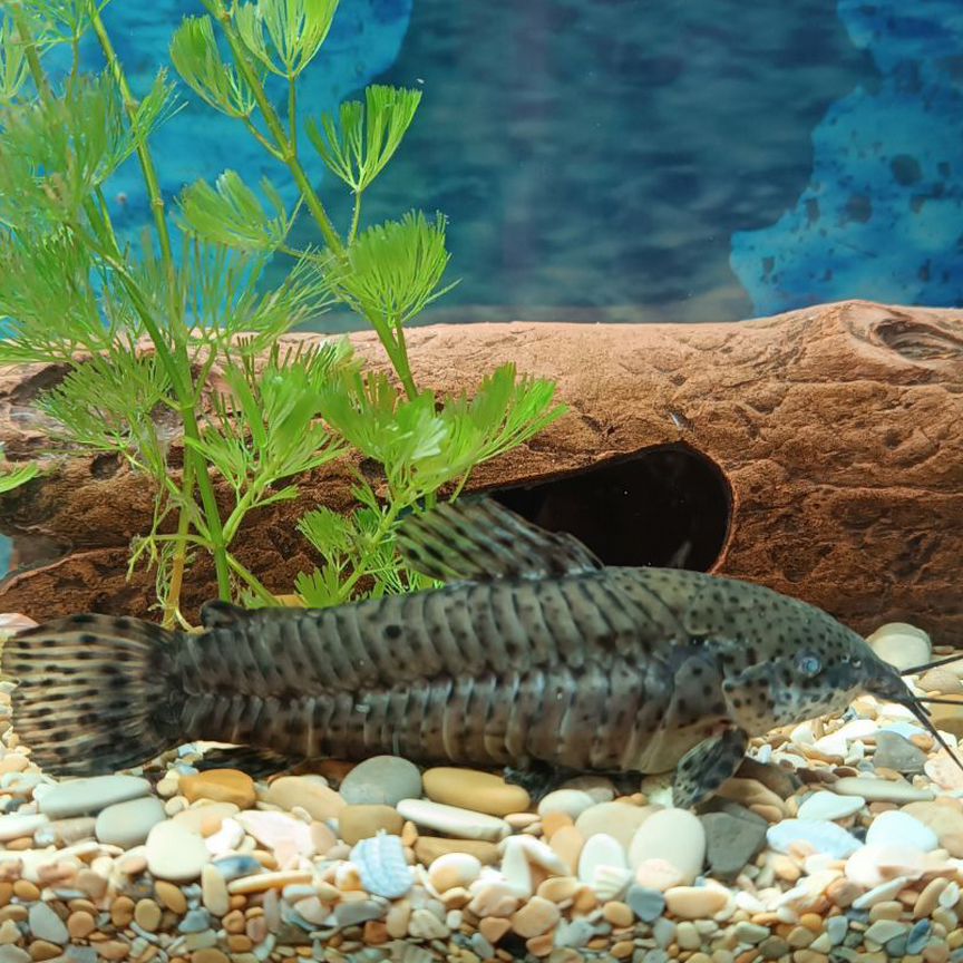 Сомик терракатум