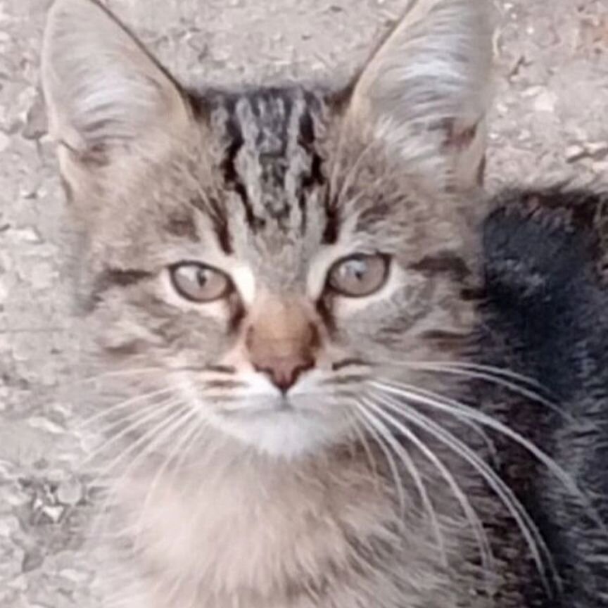 Котята мёрзнут (в добрые руки бесплатно)
