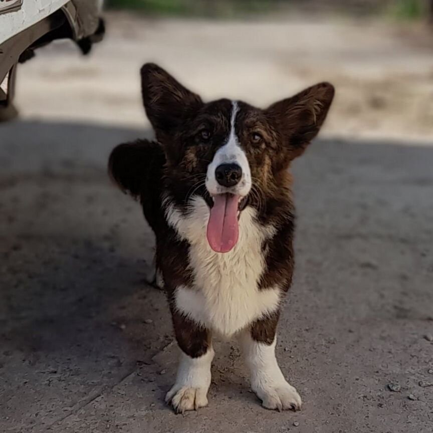 Вельш-корги кардиган