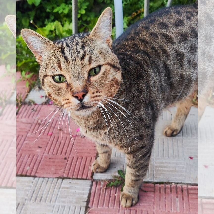 Котик кастрированный,бенгал