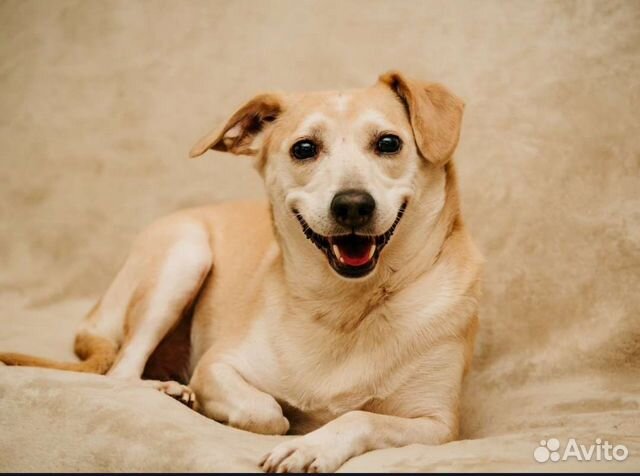 Собака в добрые руки отдам бесплатно