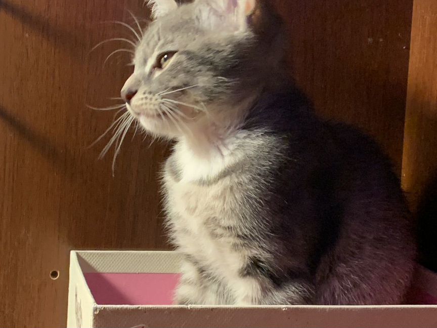 Милый котёнок