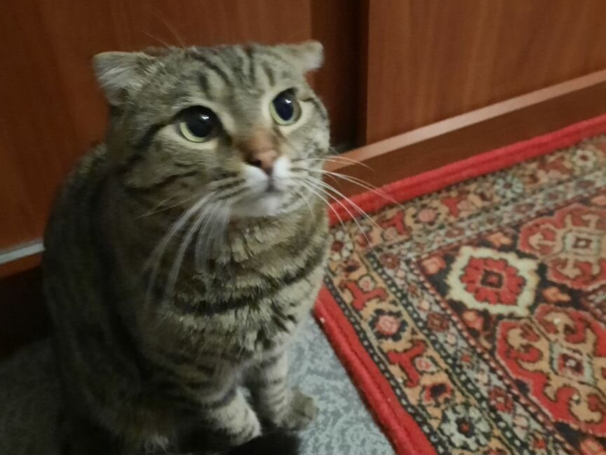 Кот вислоухи британе