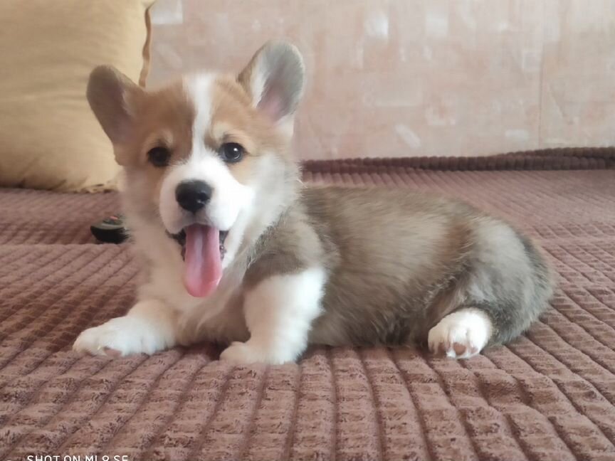 Корги пемброк мальчик