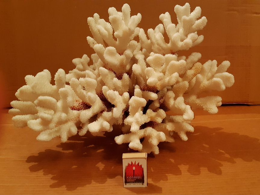 Коралл морской натуральный