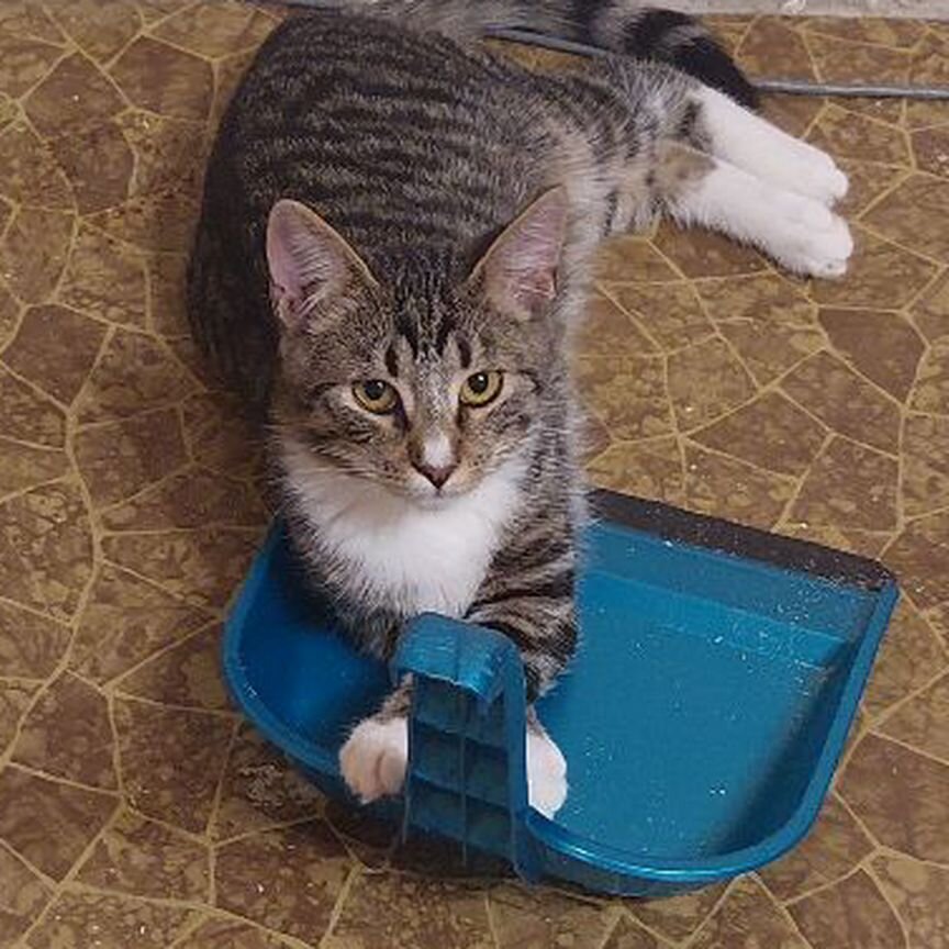 Котенок с белой грудкой и тапочками Бесплатно