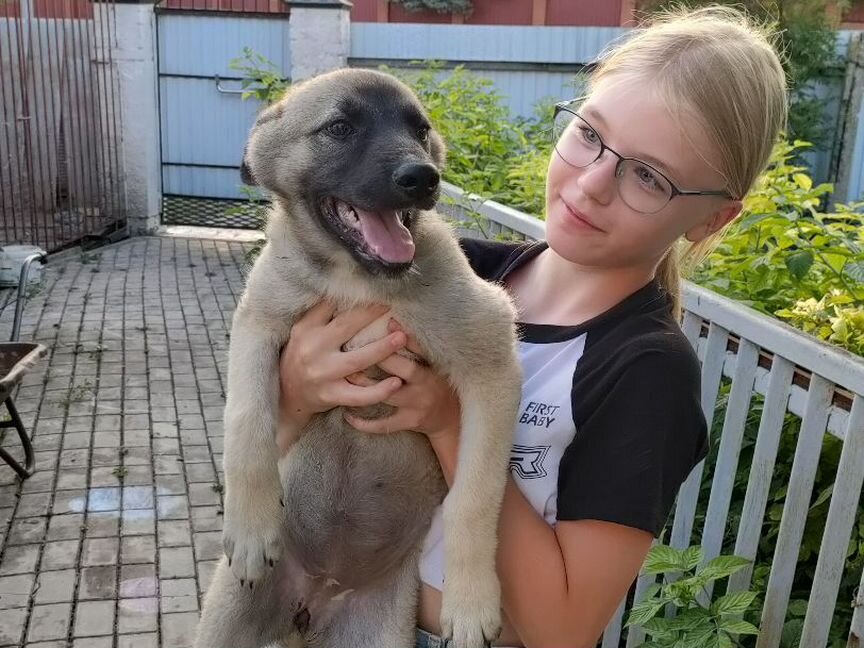 Собака в добрые руки