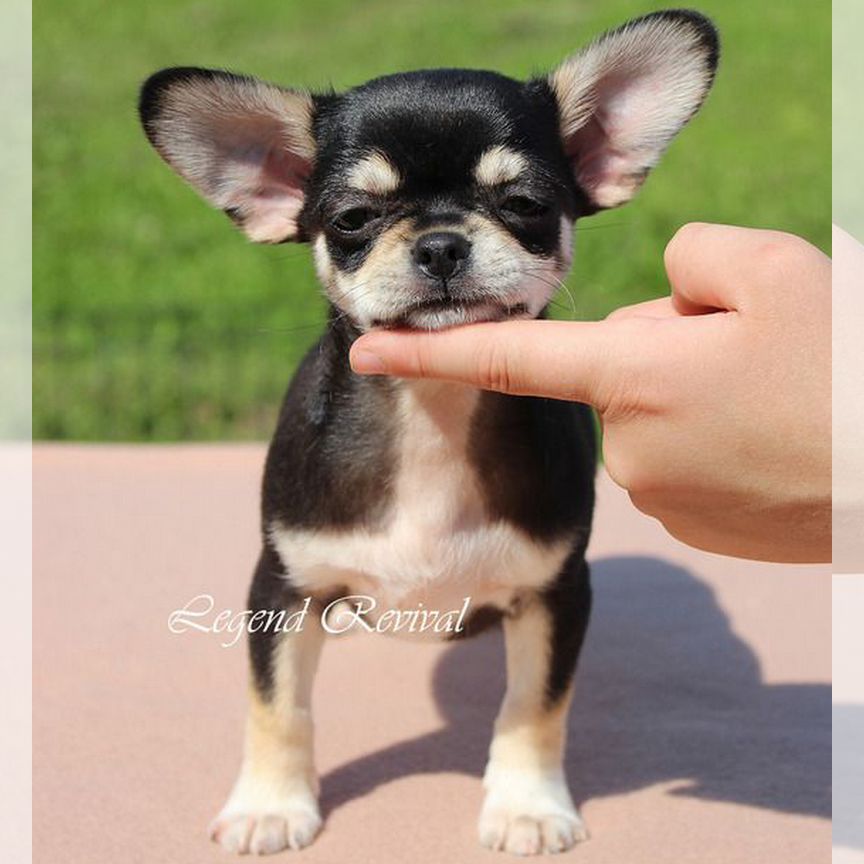 Чихуахуа. Шикарный парень