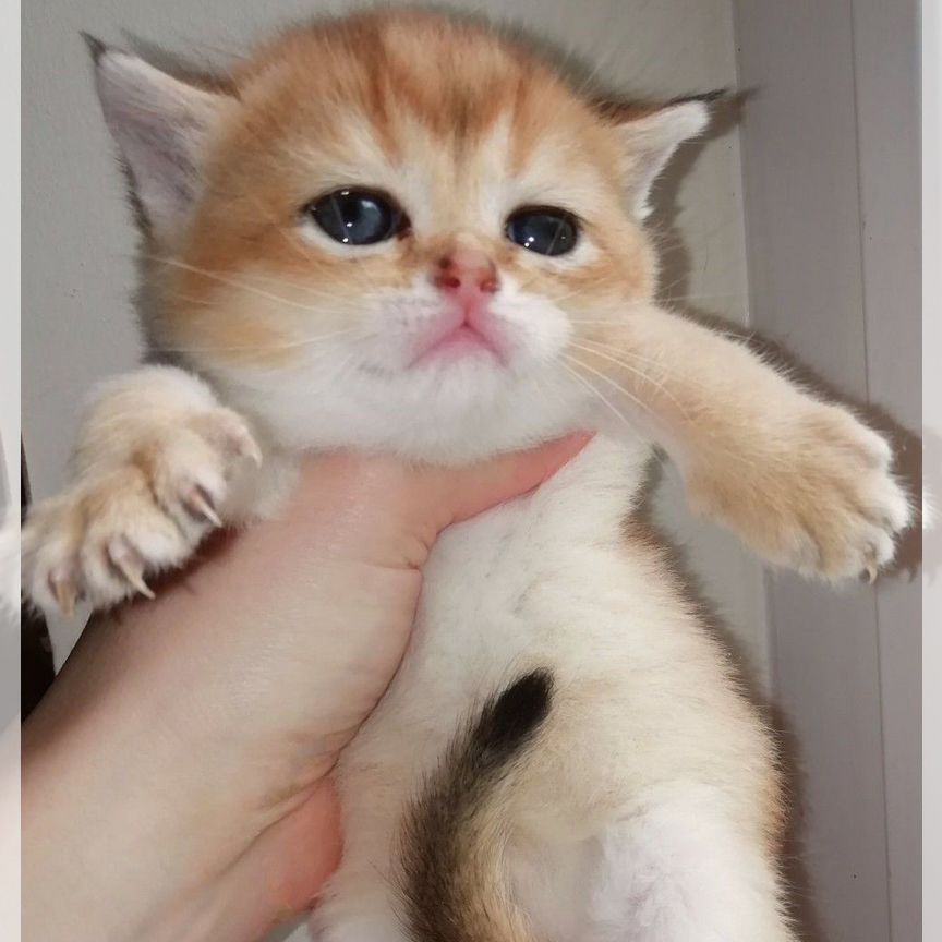 Шотландские красивые золотые котомалыши