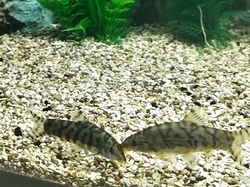 Боция мраморная 3 шт