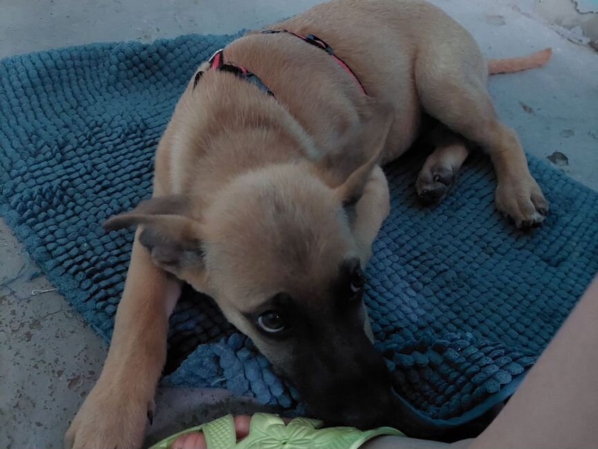 Бельгийская овчарка малинуа метис