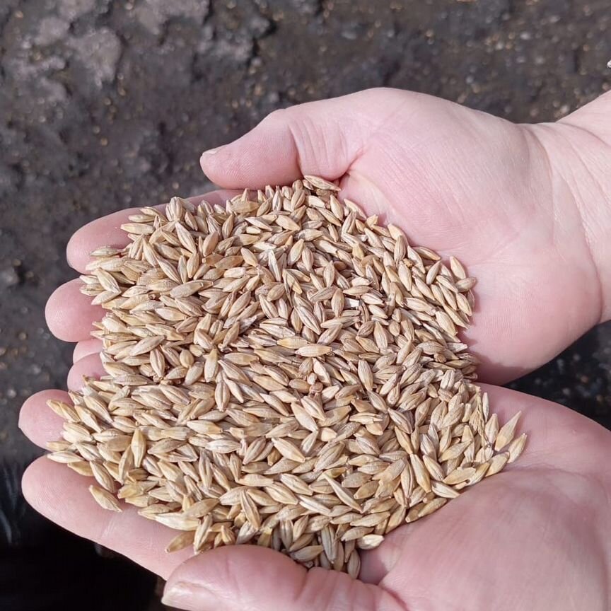 Продам ячмень в самаре