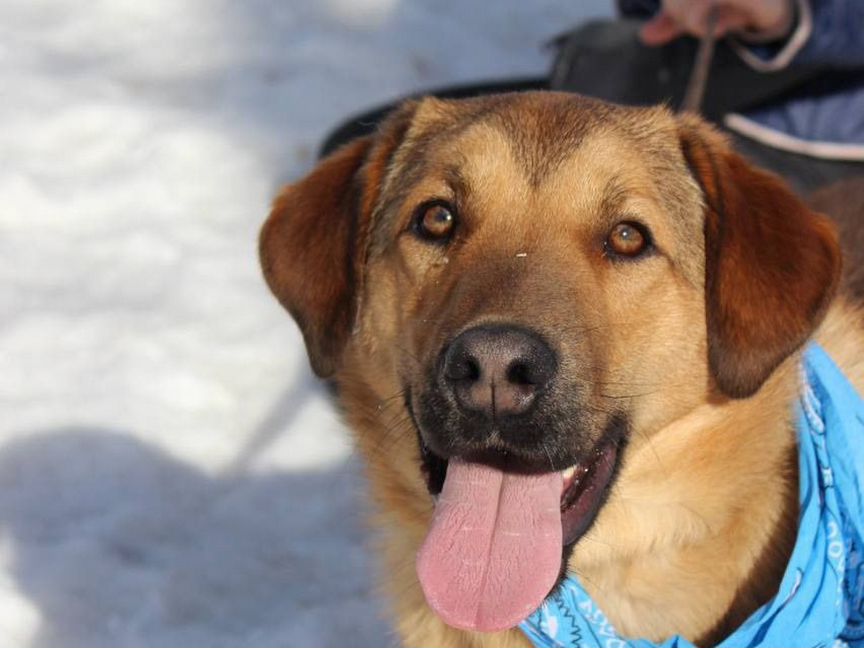 Бывшедомашний пёс Смурфик в поиске семьи