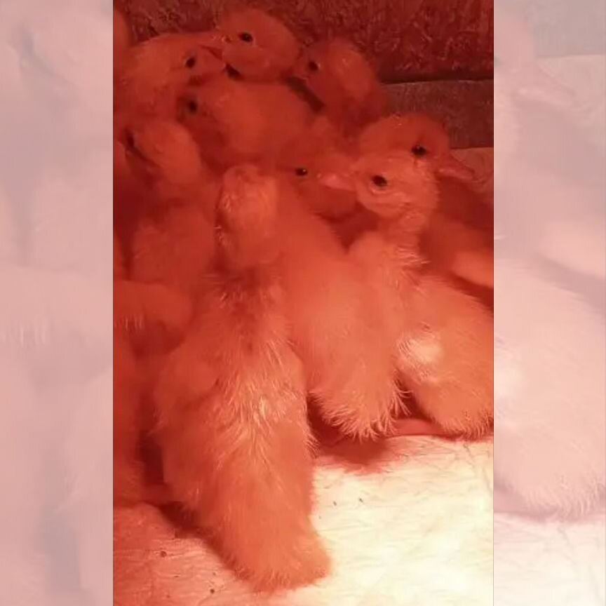 Индоутята тяжелой линии