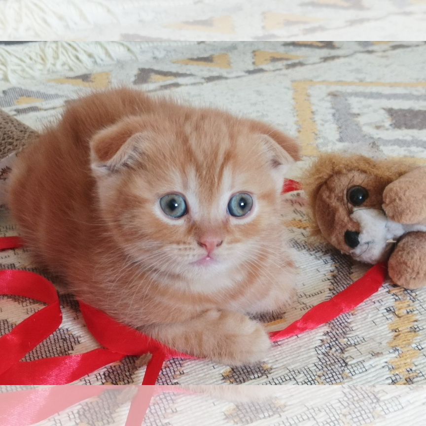 Шотландский вислоухий короткошёрстный котёнок