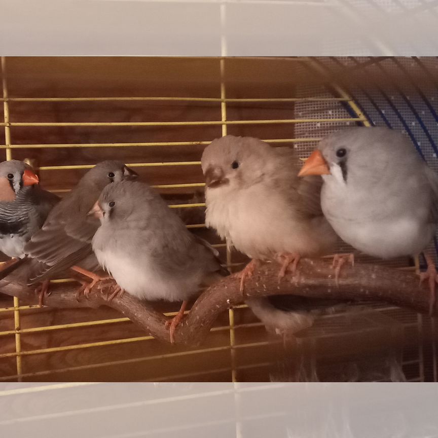 Зебровые амадины, молодежь