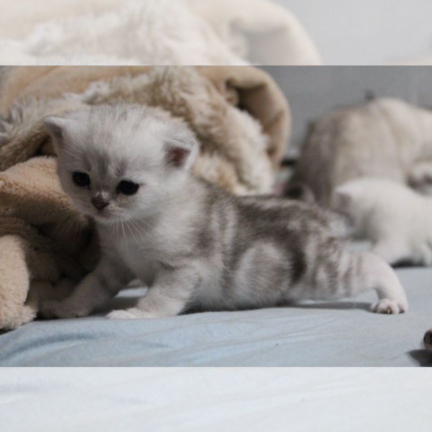Шотландский прямоухий короткошёрстный котёнок