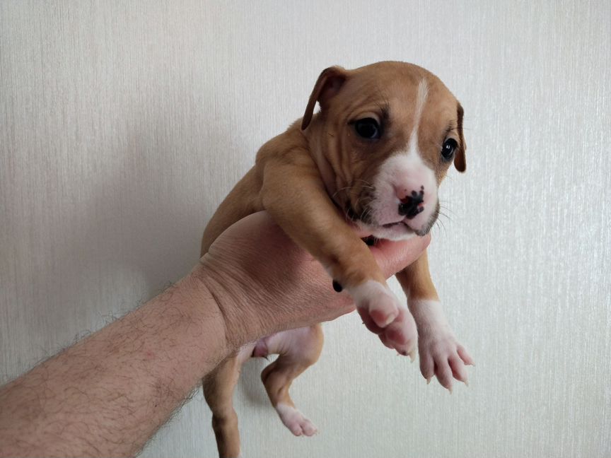 Щенки американского стаффордширского терьера